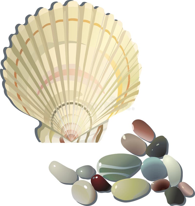 Decorative Sea Shell and Stones Stock Illustration - Illustration of ...