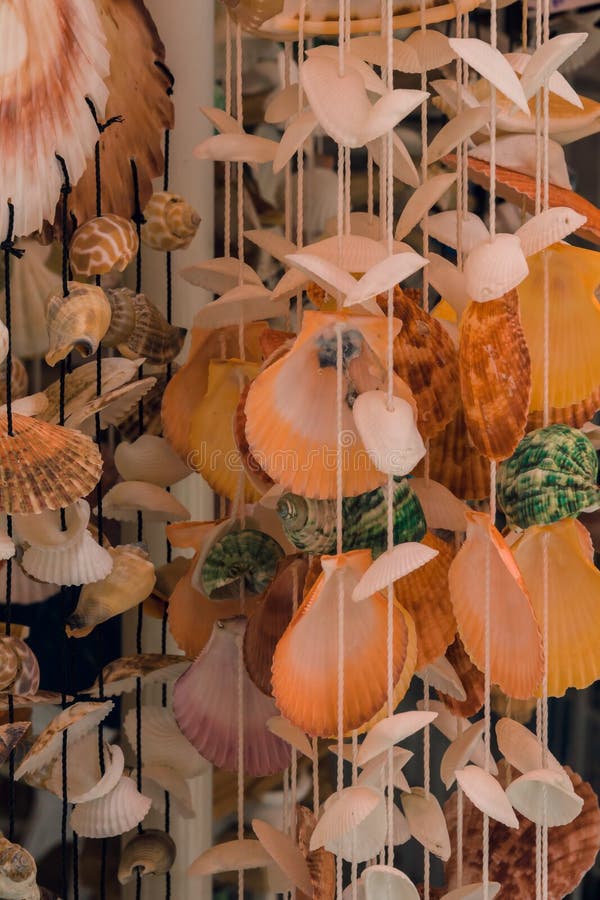 Decorative sea shells stock photo. Image of animal, natural - 160486488