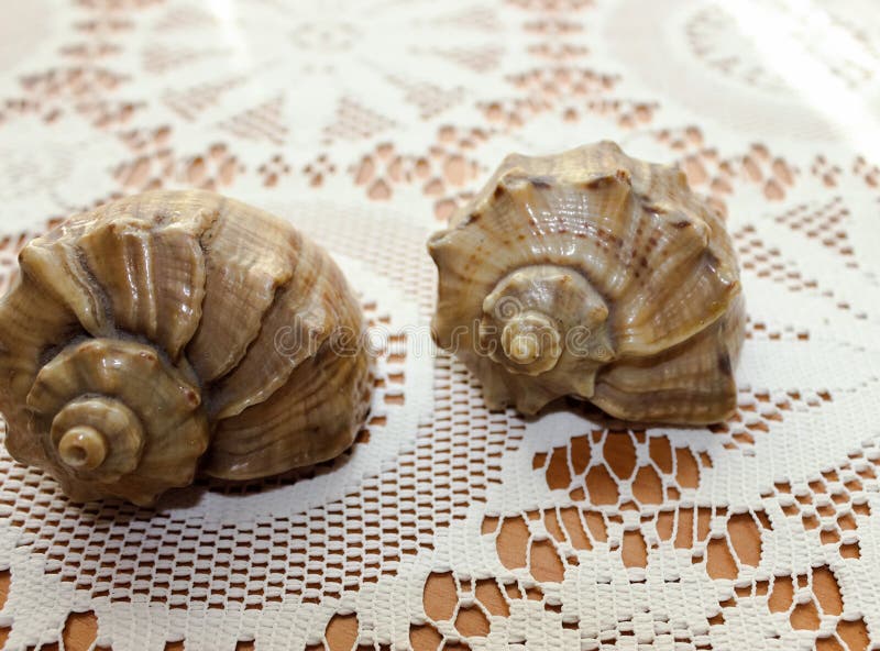Decorative sea shells stock image. Image of desktop, tablen - 98117503