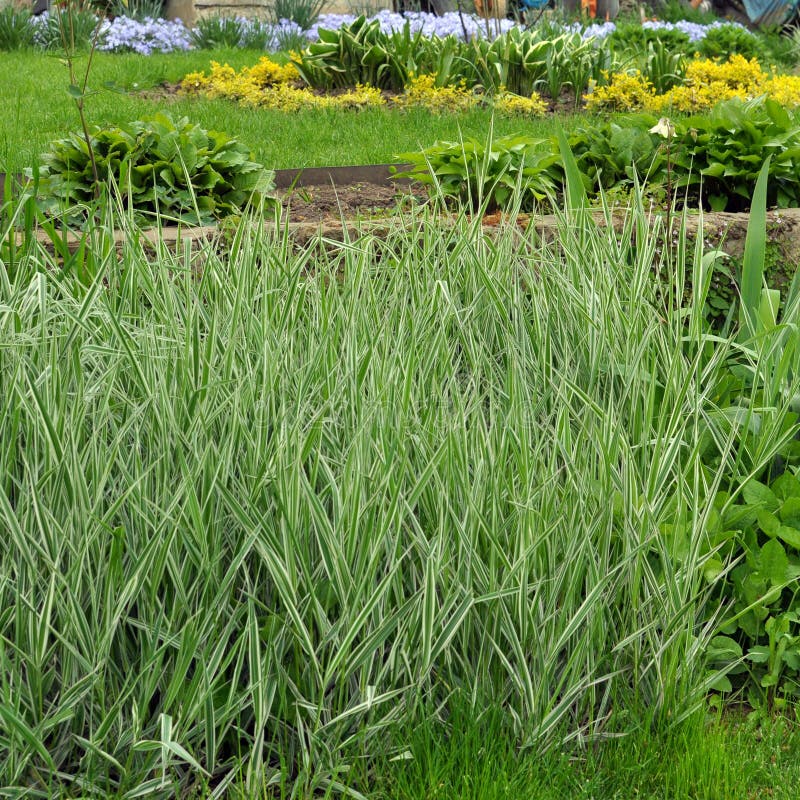 Decorative Sedge Grows on the Flower Bed Stock Image - Image of green ...