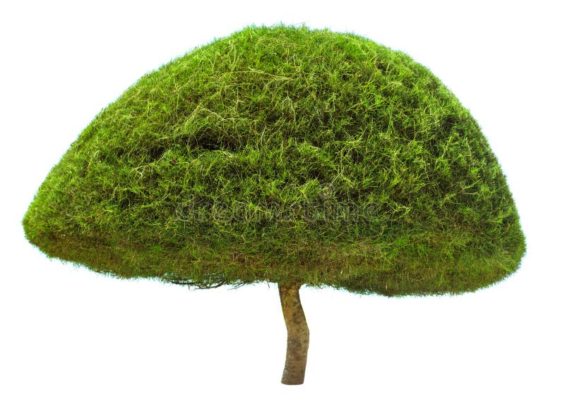Decorative shaped tree stock photo. Image of botanical - 44549156