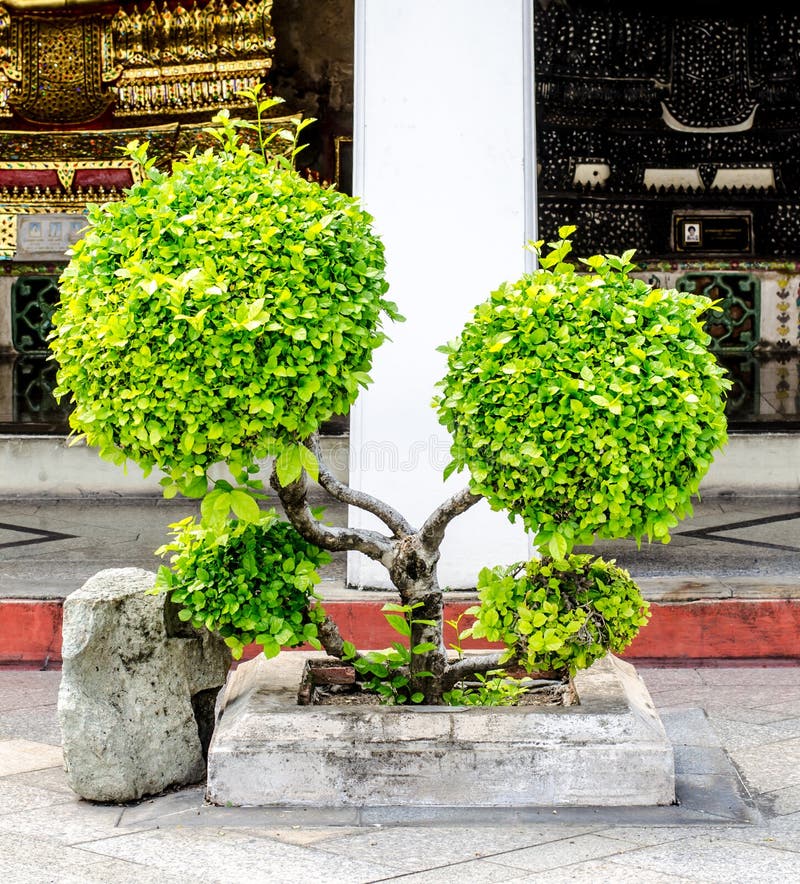 Decorative Shaped Trees on the Temple Stock Image - Image of beautiful ...