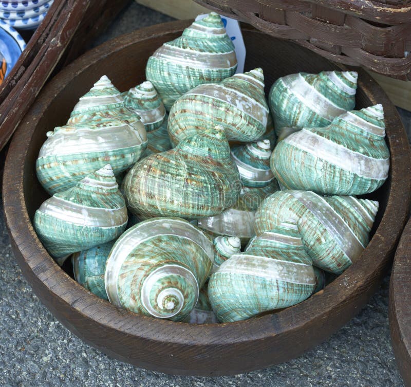 Decorative shell at market stock image. Image of furnished - 53647243