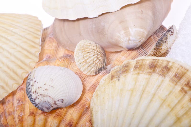 Decorative Shells stock image. Image of flora, deco, species - 25955095