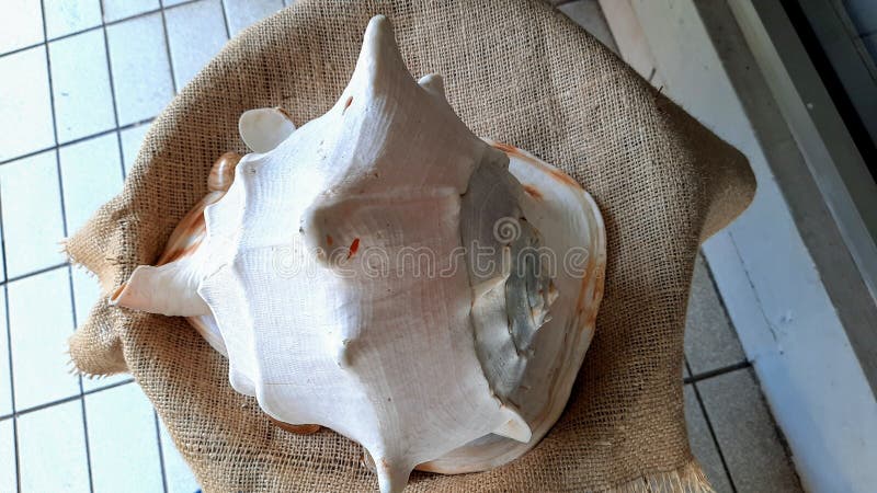 Decorative Shells for a Room Display Stock Image - Image of shells ...