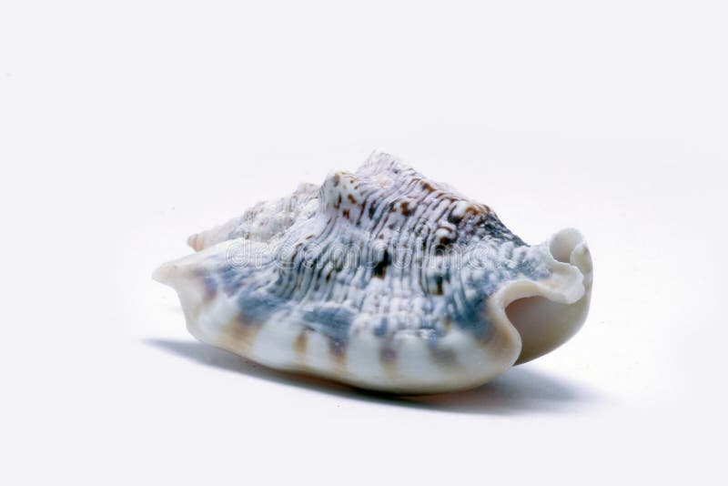 Decorative Shells of Sea Creatures Stock Image - Image of marine ...