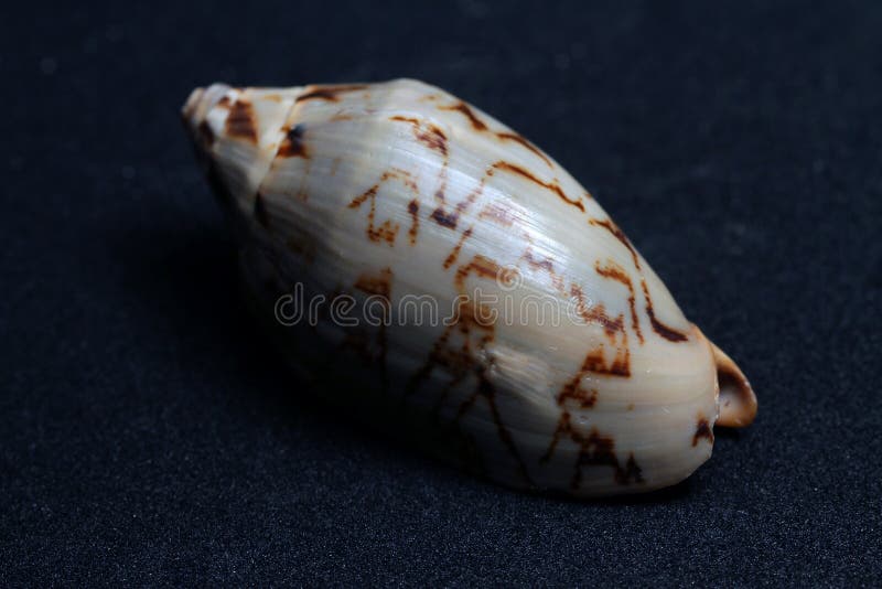 Decorative Shells of Sea Creatures Stock Photo - Image of nautilus ...