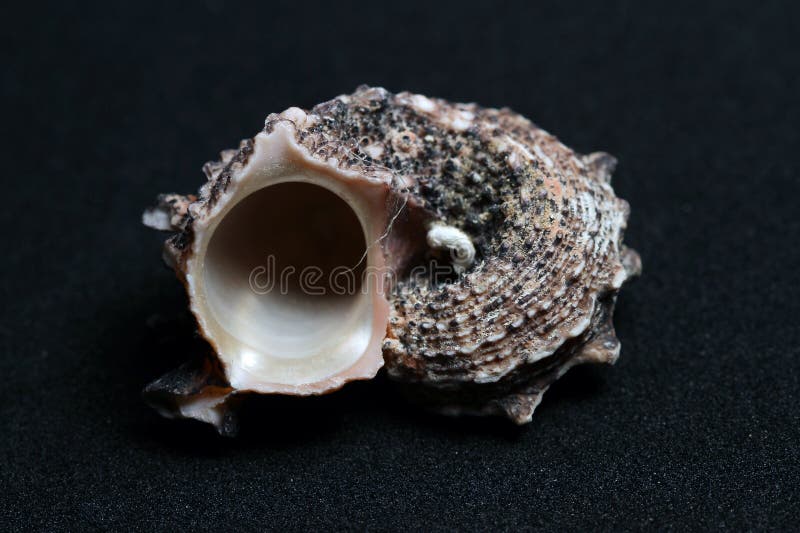 Decorative Shells of Sea Creatures Stock Image - Image of invertebrate ...