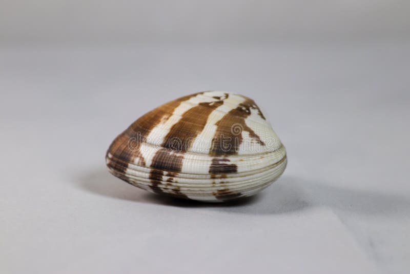 Decorative Shells of Sea Creatures Stock Image - Image of marine, close ...