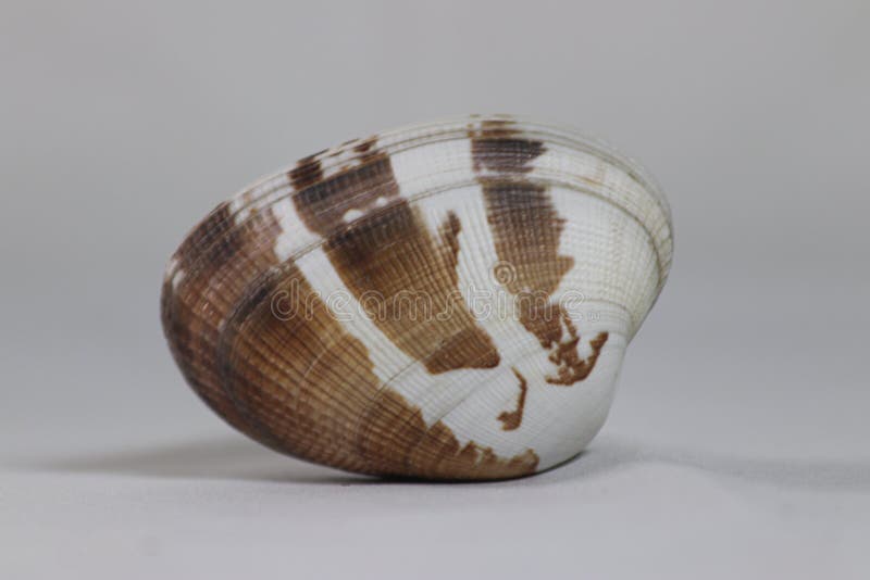 Decorative Shells of Sea Creatures Stock Image - Image of object ...