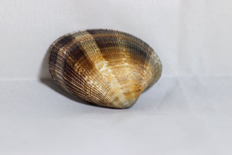 Decorative Shells of Sea Creatures Stock Image - Image of echinoderm ...