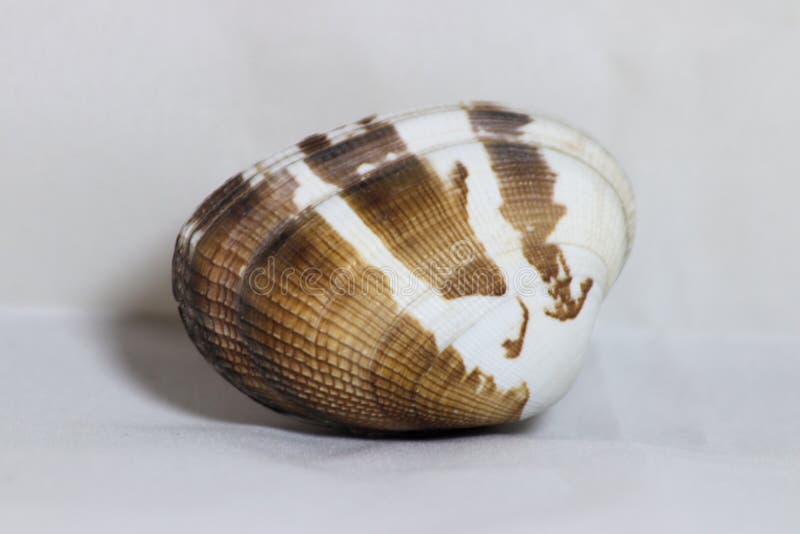 Decorative Shells of Sea Creatures Stock Image - Image of object, beach ...