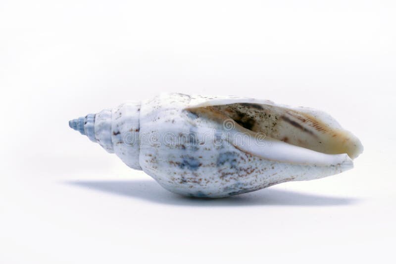 Decorative Shells of Sea Creatures Stock Image - Image of invertebrate ...