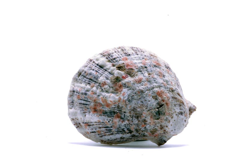 Decorative Shells of Sea Creatures Stock Photo - Image of clipping ...