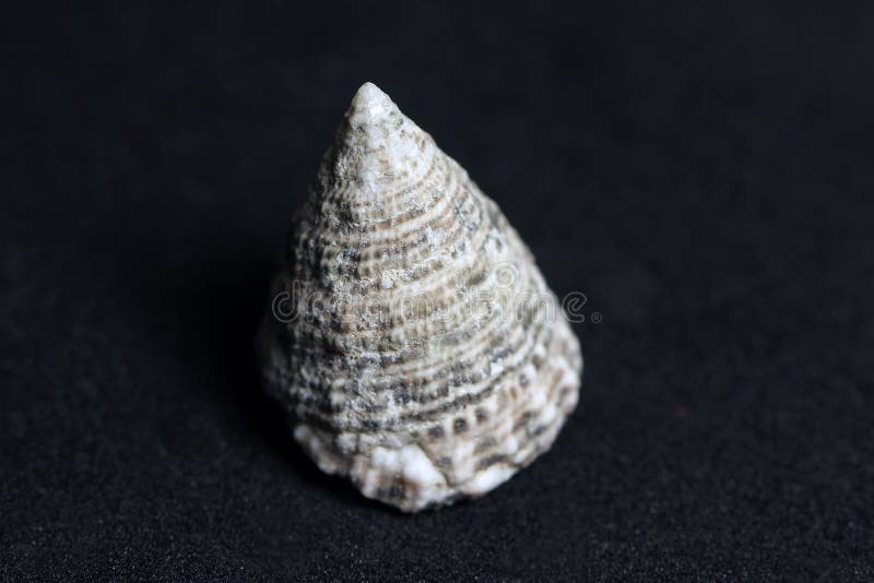 Decorative Shells of Sea Creatures Stock Image - Image of life, aquatic ...