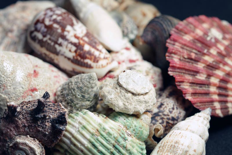 Decorative Shells of Sea Creatures Stock Image - Image of closeup ...