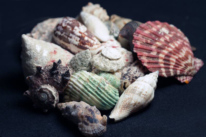 Decorative Shells of Sea Creatures Stock Image - Image of beache ...