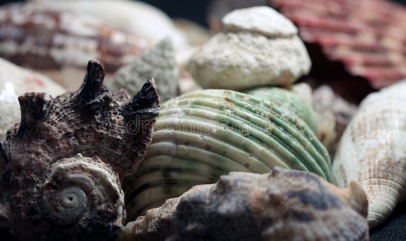 Decorative Shells of Sea Creatures Stock Image - Image of mollusk, life ...