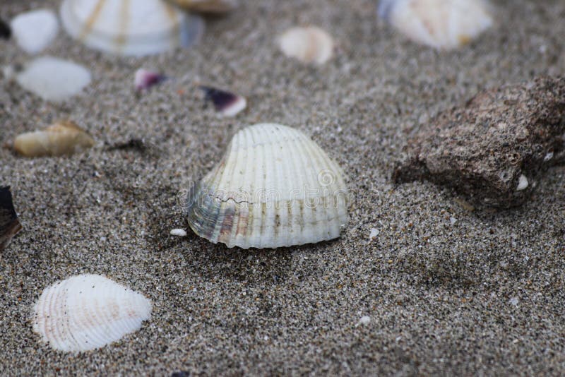 Decorative Shells of Sea Creatures Stock Image - Image of closeup ...