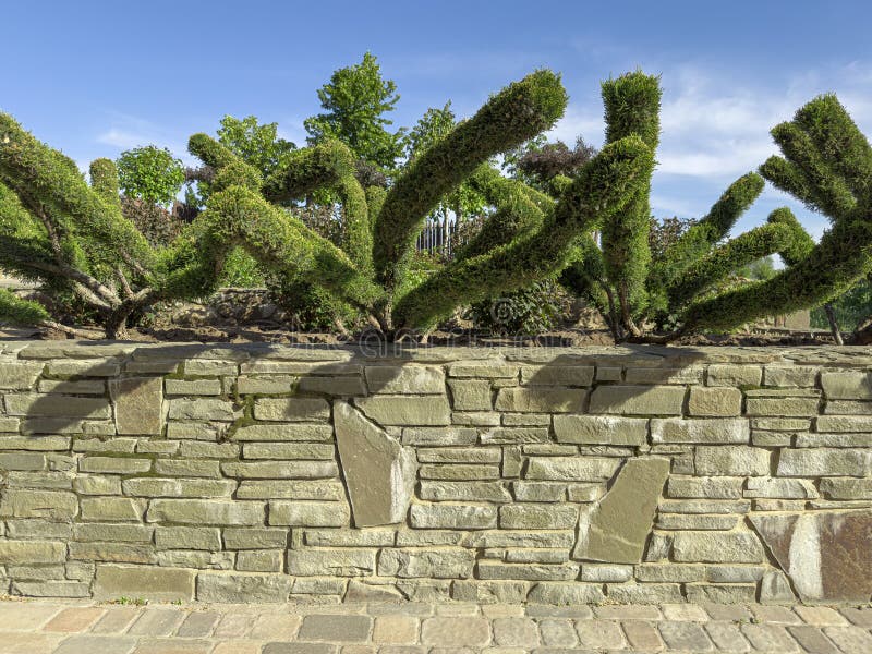 Decorative Shrubs on a Stone Foundation in Close-up Stock Photo - Image ...