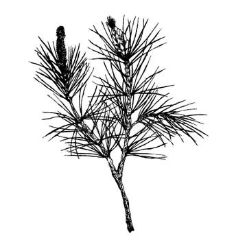 Evergreen Branch Silhouette Stock Illustrations – 10,755 Evergreen ...