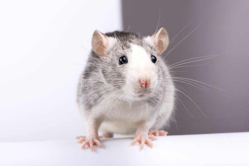 Young rat stock image. Image of fluffy, beige, white - 18551945