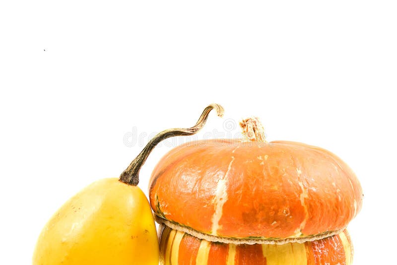 Decorative Small Autumn Pumpkins on a White Isolated Background Stock ...