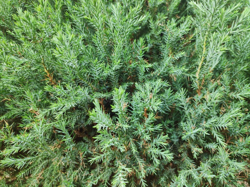 Decorative Small Bush Plants Stock Photo - Image of small, christmas ...