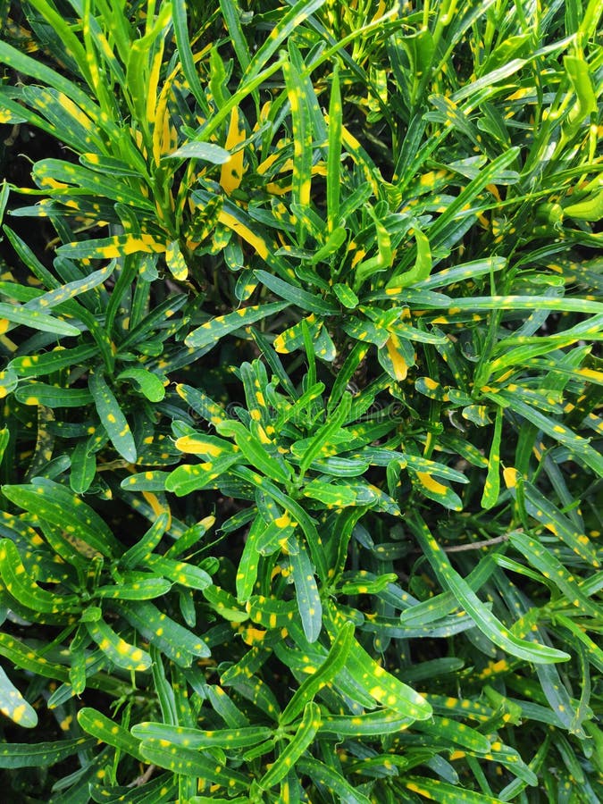 Decorative Small Bush Plants Stock Photo - Image of plants, small ...