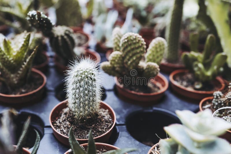 Decorative Small Cactus Indoor Plant for the Home Stock Photo - Image ...