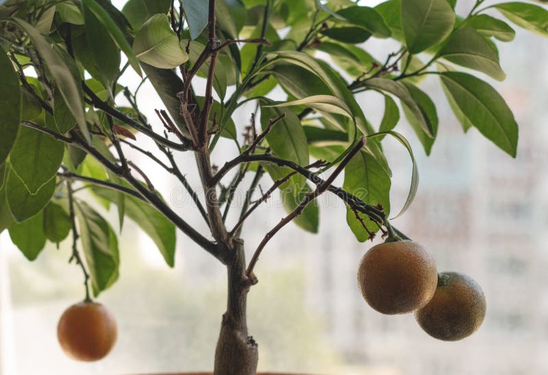 Decorative Small Citrus Tree in the Pot.the Concept of Home Cultivation ...