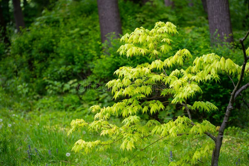 Decorative Small Maple Tree in the Park Stock Photo - Image of maple ...