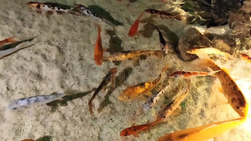 Decorative Small Orange Fish Swimming in Clear Aquarium Water Stock ...