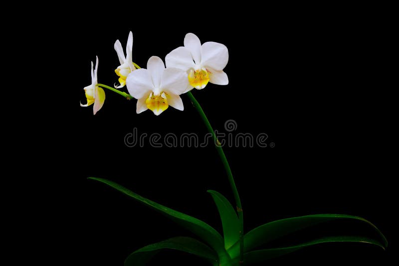 Miniature White Phalaenopsis Orchids on Black Background Stock Photo ...