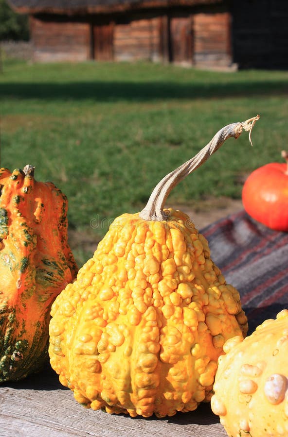 Decorative small pumpkin stock image. Image of decorate - 26934595