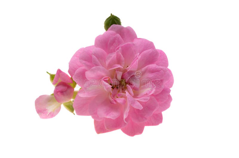 Decorative Small Rose Isolated Stock Image - Image of beauty ...