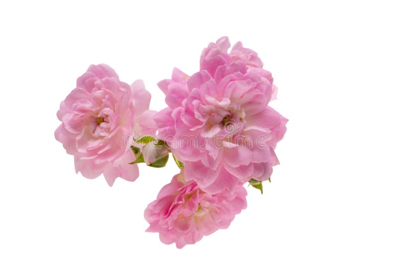 Decorative Small Rose Isolated Stock Image - Image of mini, flower ...