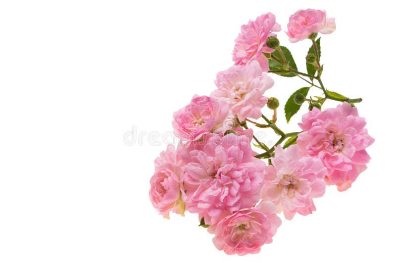 Decorative Small Rose Isolated Stock Photo - Image of bloom, pink ...