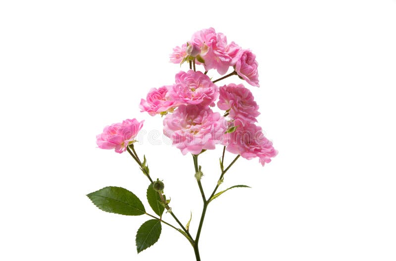 Decorative Small Rose Isolated Stock Image - Image of aromatherapy ...