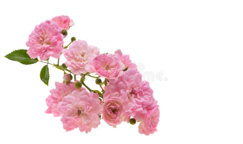 One Small Red Rose with Some Green Stock Image - Image of rosa, specias ...