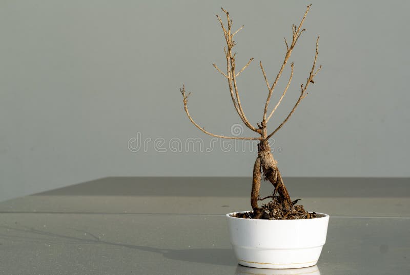 Decorative Small Tree in a White Pot Stock Image - Image of white ...