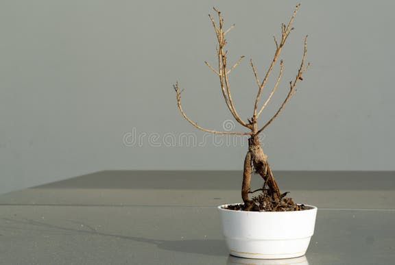 Decorative Small Tree in a White Pot Stock Image - Image of white ...
