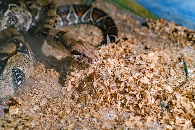 Decorative Snakes in the Aquarium at the Zoo Bask in the Sun Stock ...