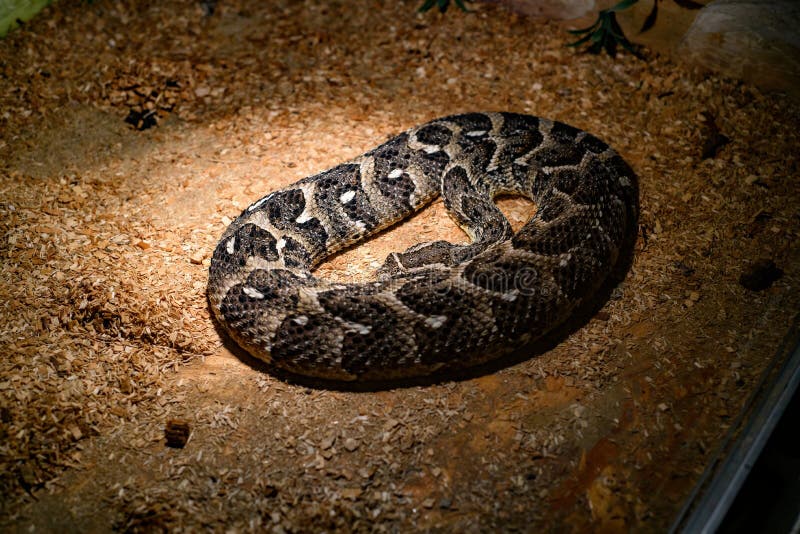 Decorative Snakes in the Aquarium at the Zoo Bask in the Sun Stock ...