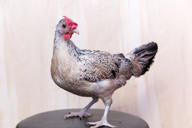 Decorative Speckled Chicken Upright on the Chair Stock Image - Image of ...