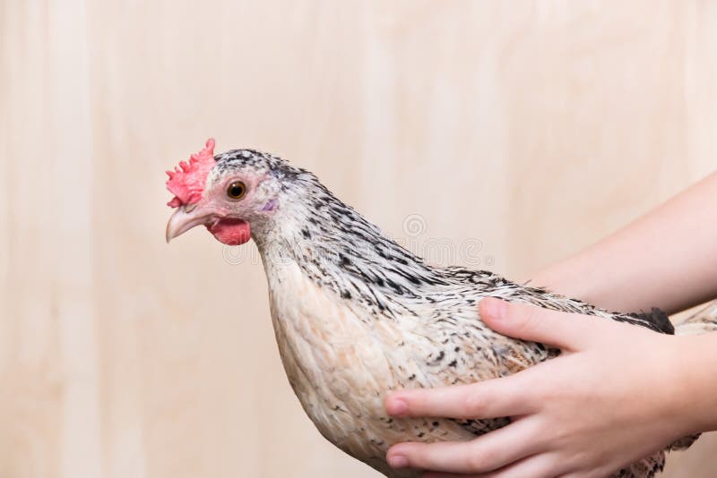 Decorative Speckled Chicken Upright in Hands Stock Image - Image of ...