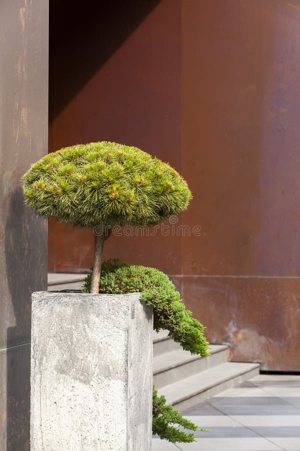 Decorative Spruce Tree in Square Concrete Pot Stock Image - Image of ...