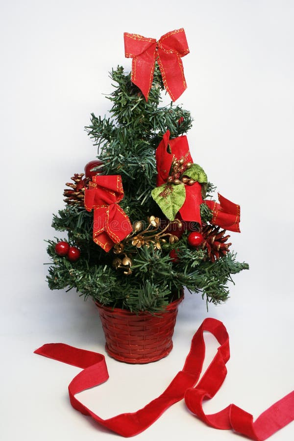 Decorative Spruce on a White Background Stock Image - Image of plant ...