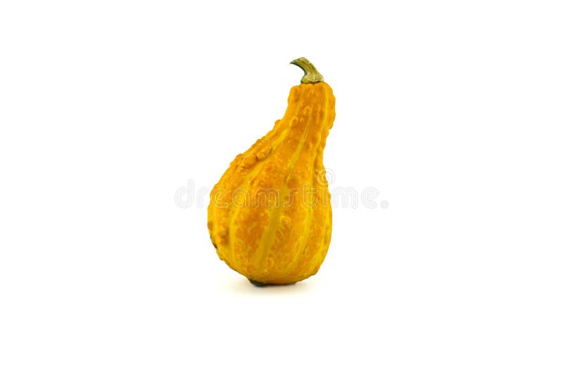 Decorative Squash Isolated on White Stock Image - Image of decoration ...