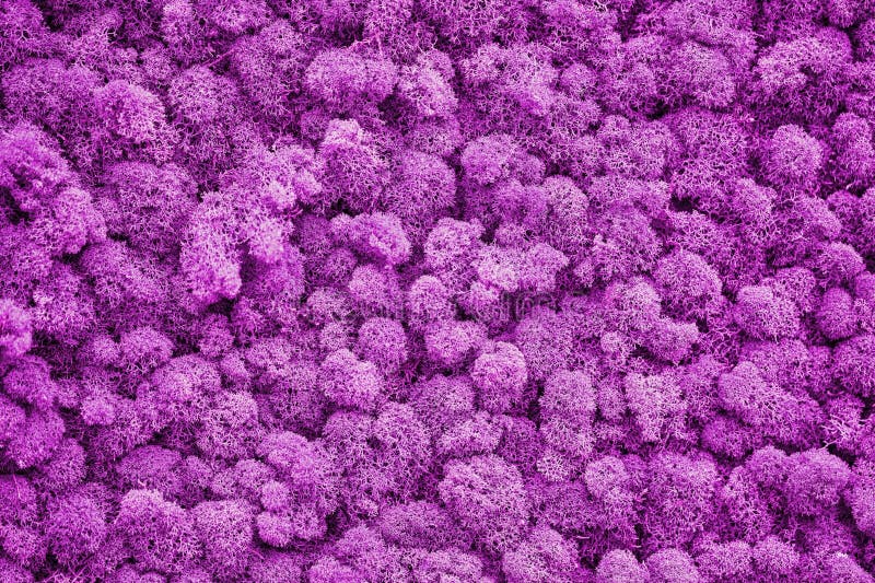 Decorative Stabilized Moss, Close-up Background. Moss Texture Stock ...